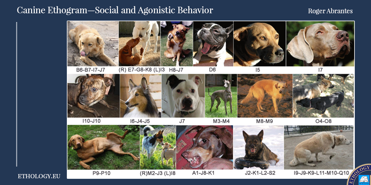Canine Ethogram—Social and Agonistic Behavior - Ethology - Roger Abrantes